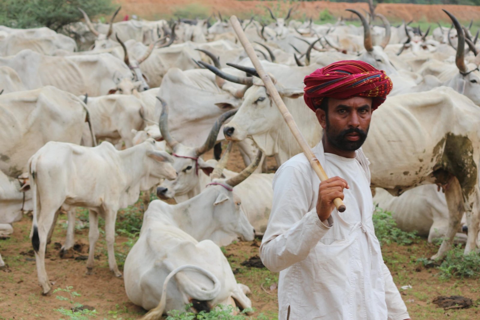 The Pastoral Livestock Census: A Pathbreaking Initiative - Centre for ...